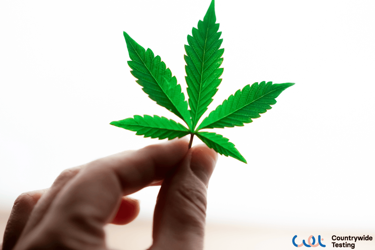 Medical Marijuana vs Recreational: Navigating the Key Differences